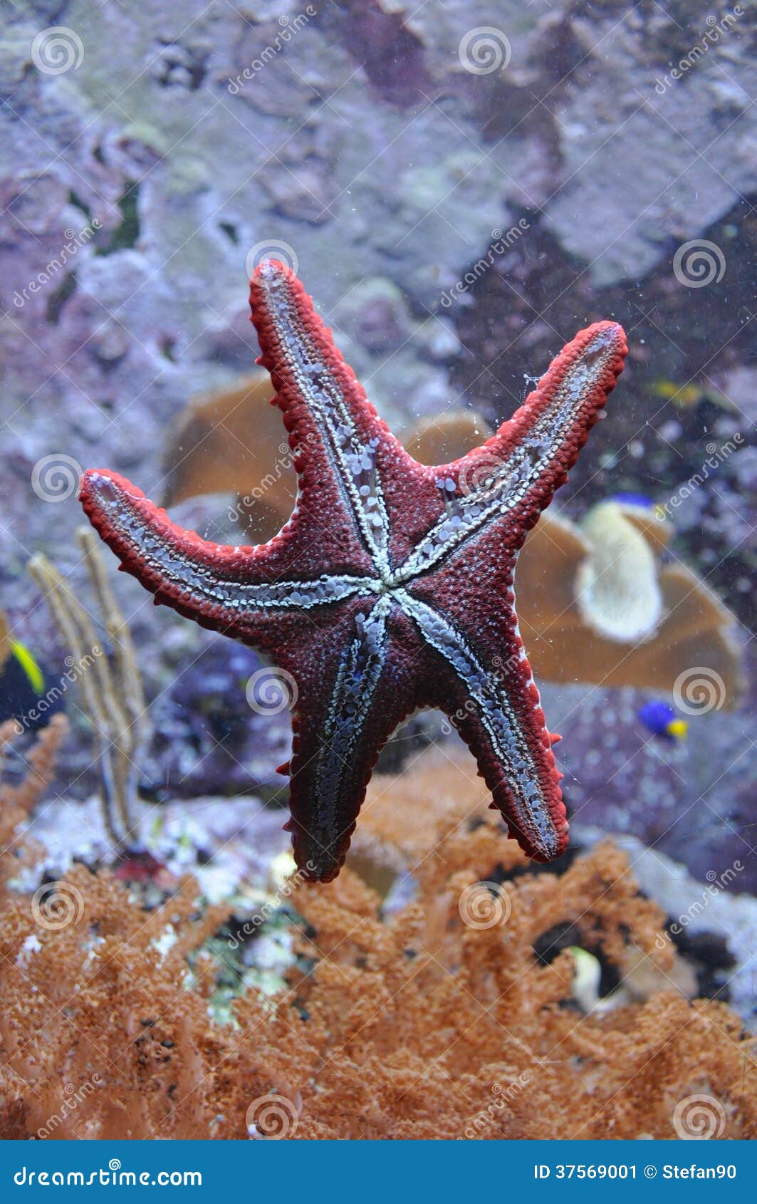 Starfish in the sea stock image. Image of animal, decoration - 37569001