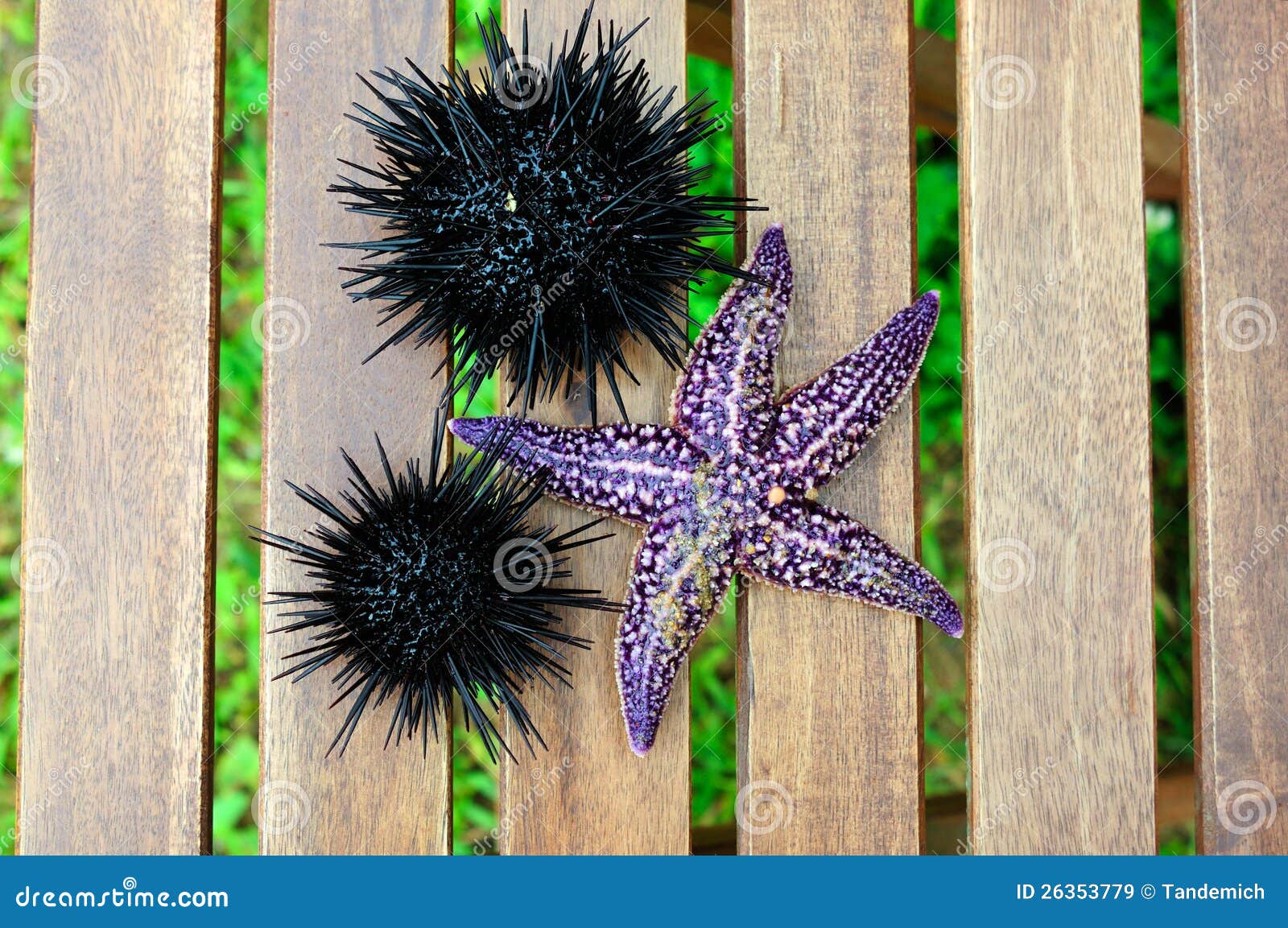 Starfish and Sea Urchin, Echinus Stock Image - Image of aquatic ...