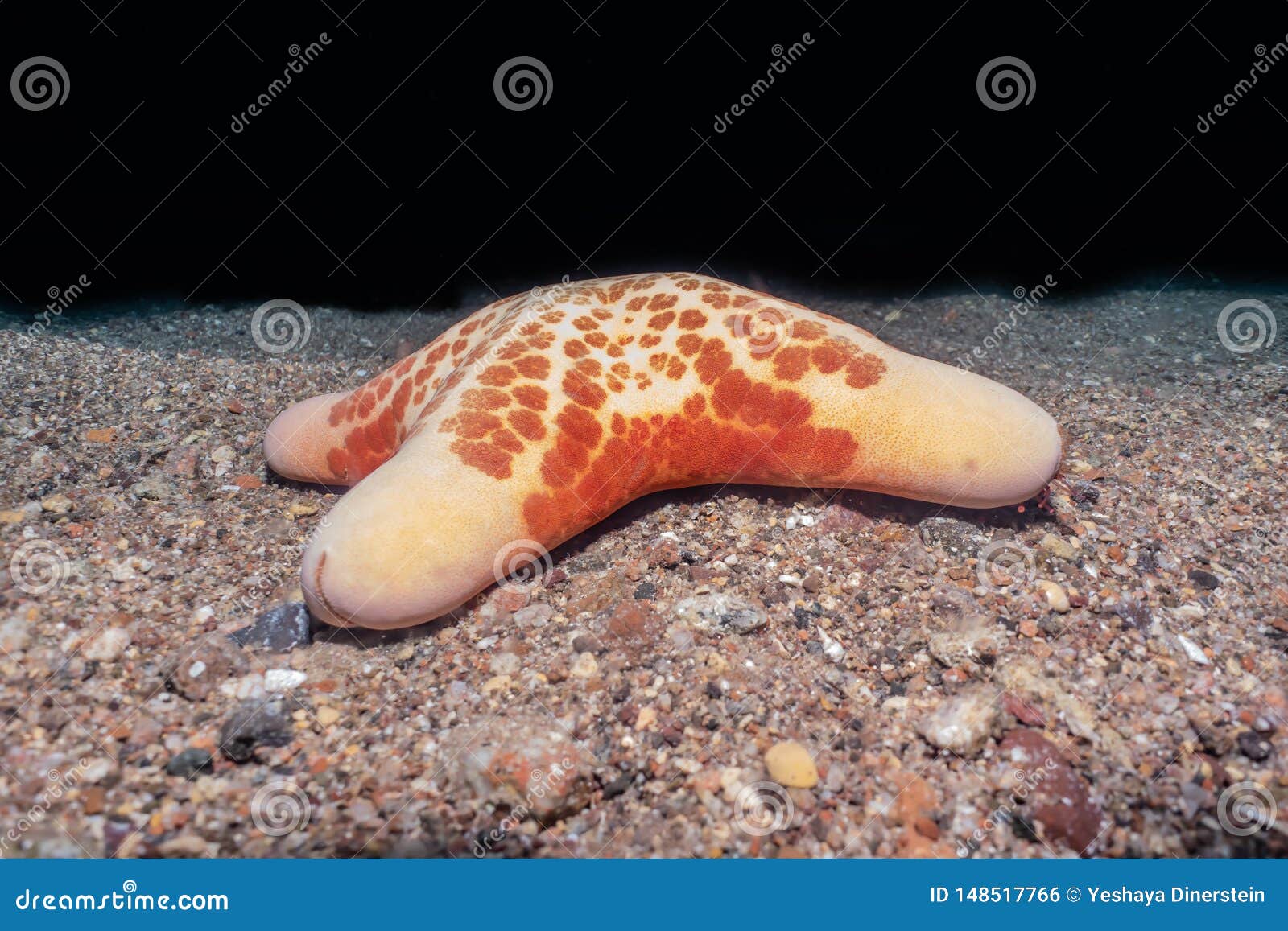 Starfish on the Seabed in the Red Sea Stock Photo - Image of eilat ...