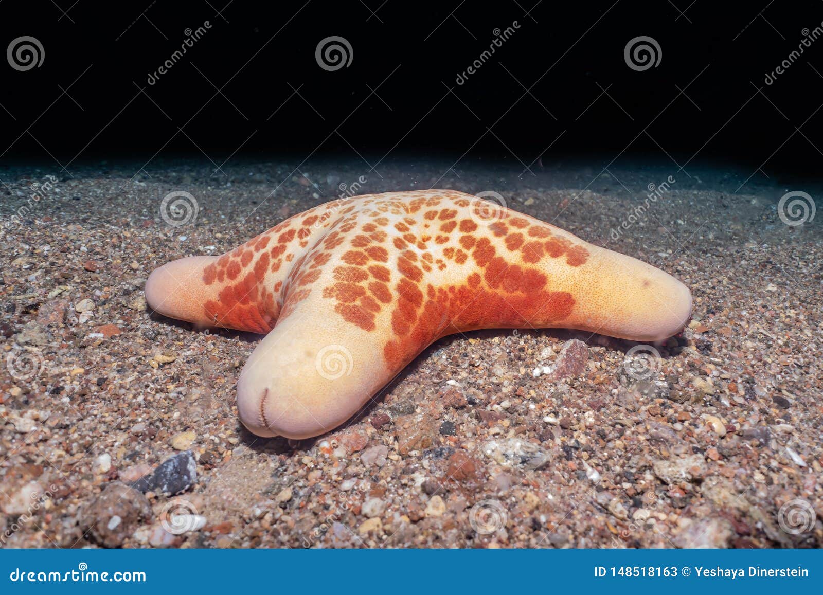 Starfish on the Seabed in the Red Sea Stock Image - Image of pattern ...