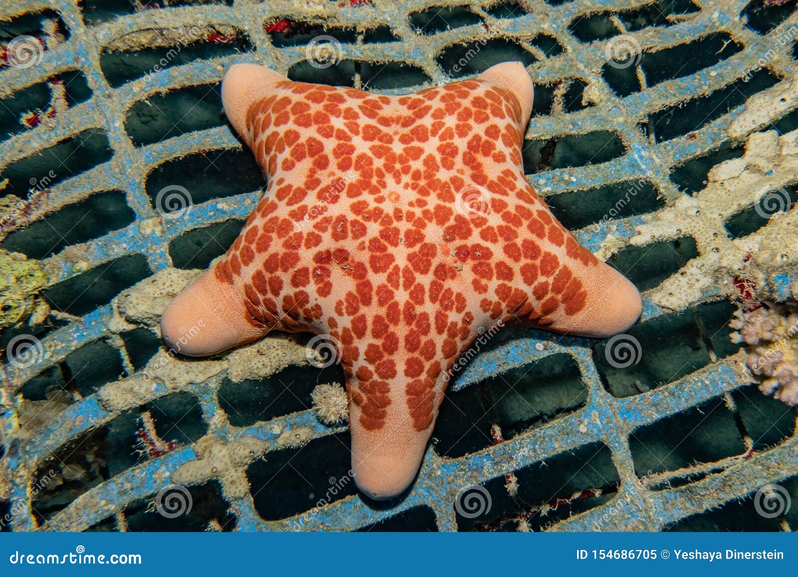 Starfish on the Seabed in the Red Sea Stock Image - Image of israeln ...