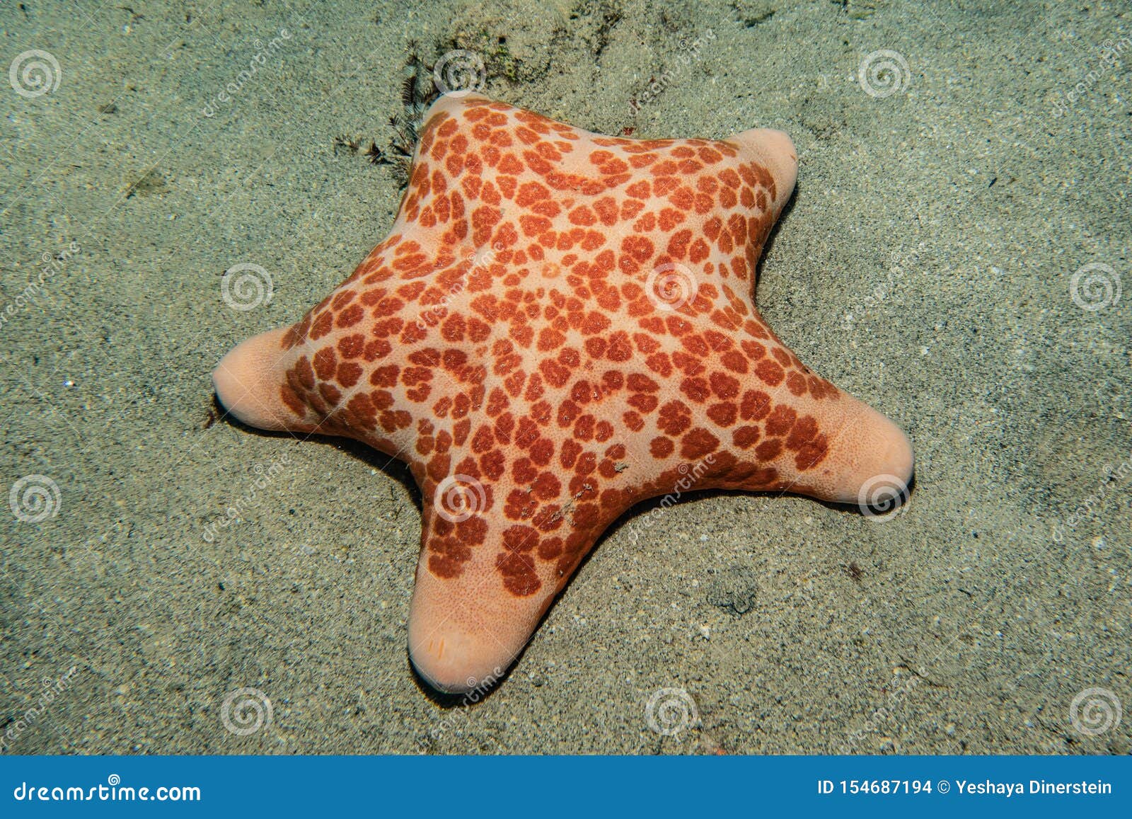 Starfish on the Seabed in the Red Sea Stock Photo - Image of marine ...