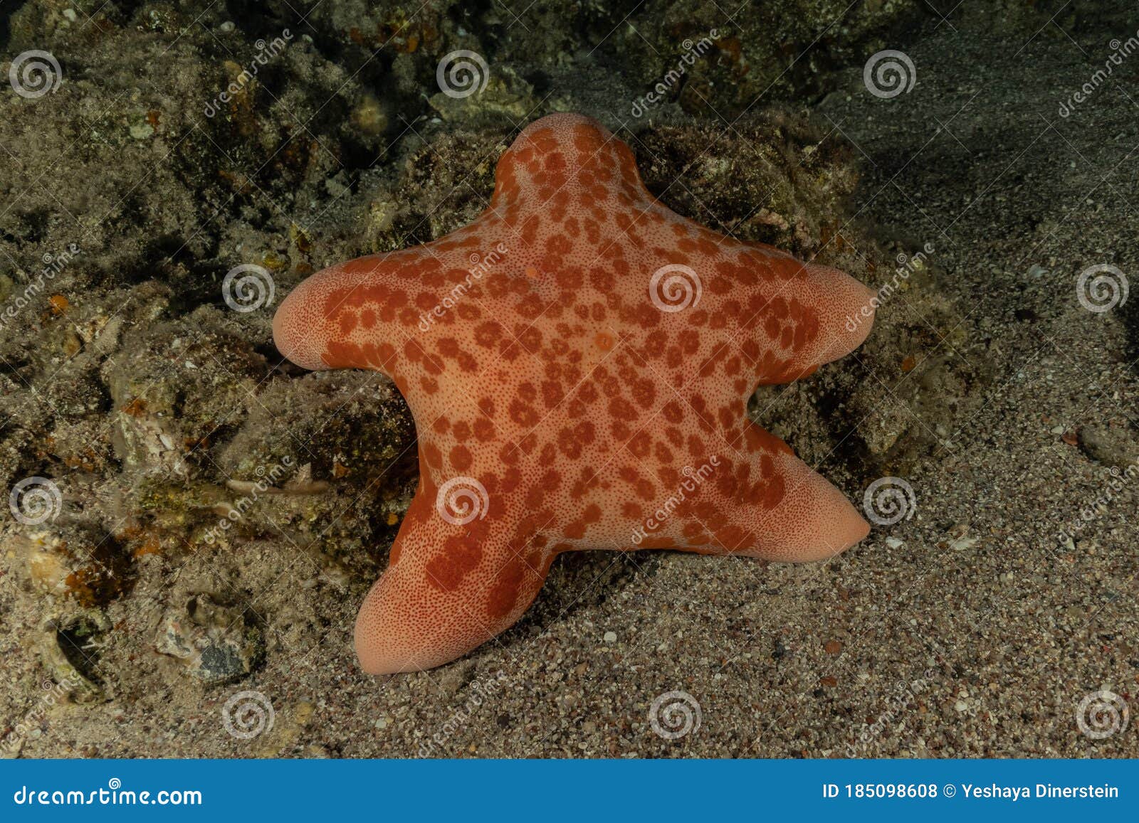 Starfish on the Seabed in the Red Sea Stock Photo - Image of fish, blue ...