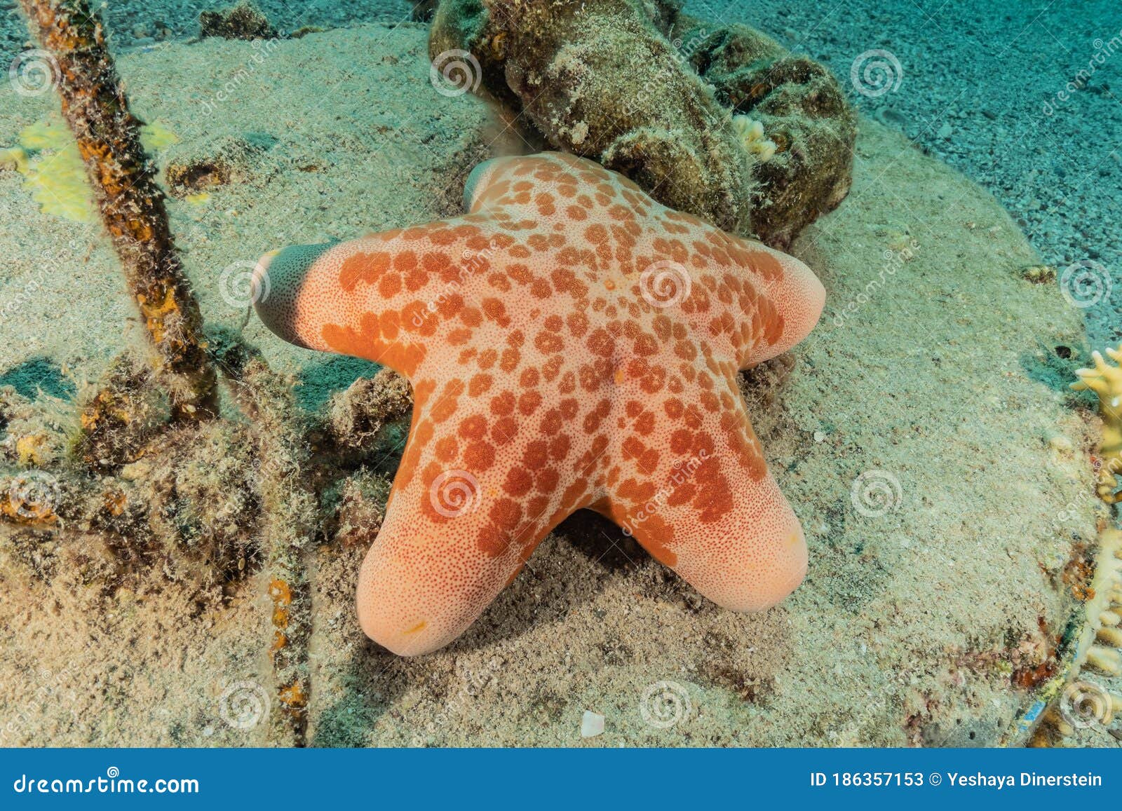 Starfish on the Seabed in the Red Sea Stock Image - Image of coast ...