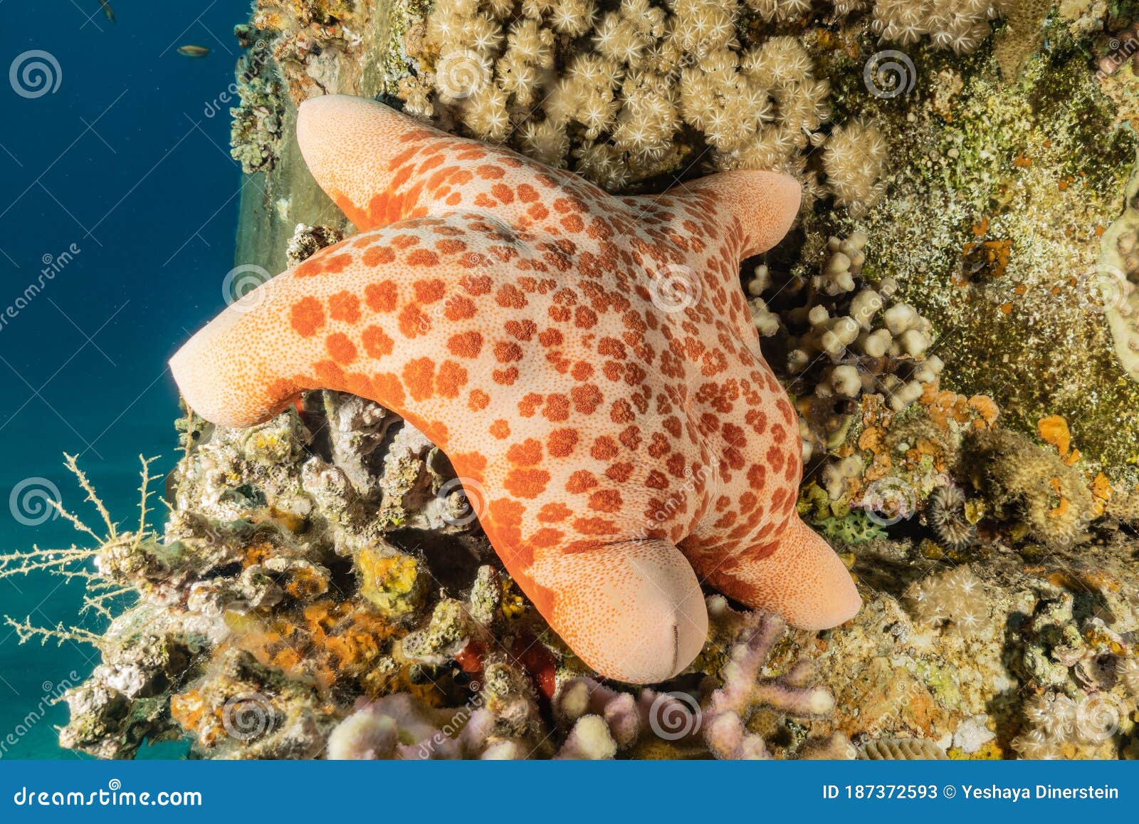 Starfish on the Seabed in the Red Sea Stock Image - Image of reef ...