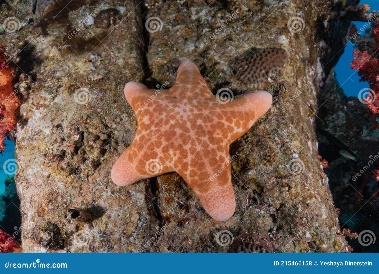 Starfish on the Seabed in the Red Sea Stock Photo - Image of nature ...