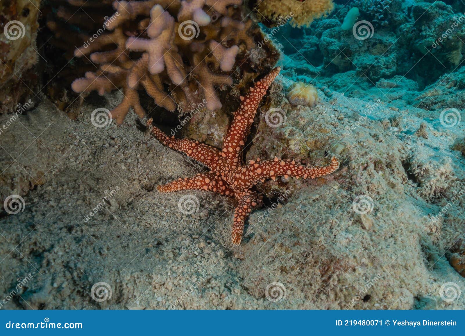 Starfish on the Seabed in the Red Sea Stock Image - Image of marine ...
