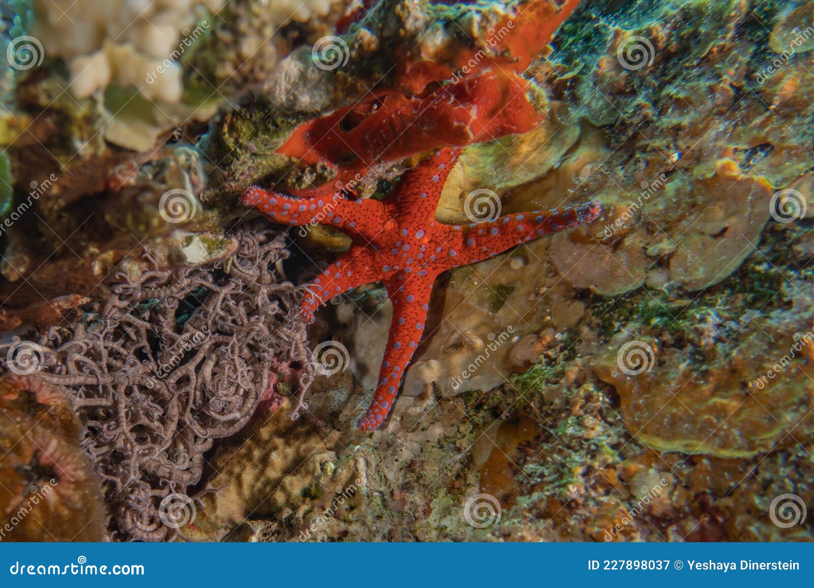 Starfish on the Seabed in the Red Sea Stock Image - Image of fish ...