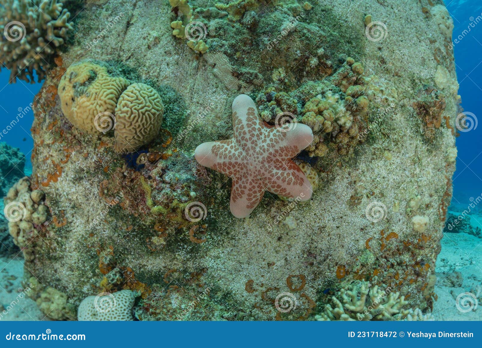 Starfish on the Seabed in the Red Sea Stock Photo - Image of ocean ...