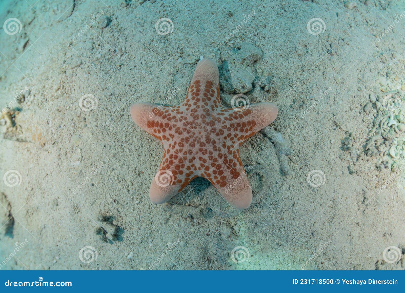 Starfish on the Seabed in the Red Sea Stock Photo - Image of beauty ...