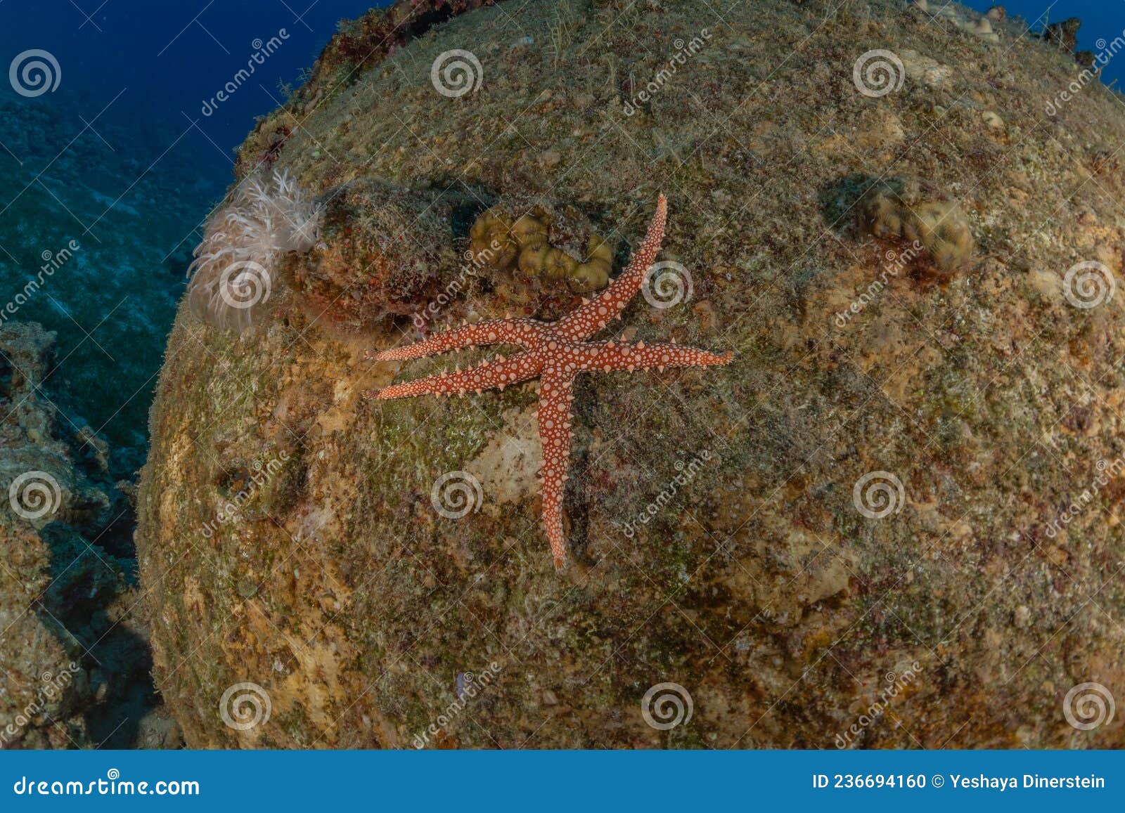 Starfish on the Seabed in the Red Sea Stock Photo - Image of animal ...