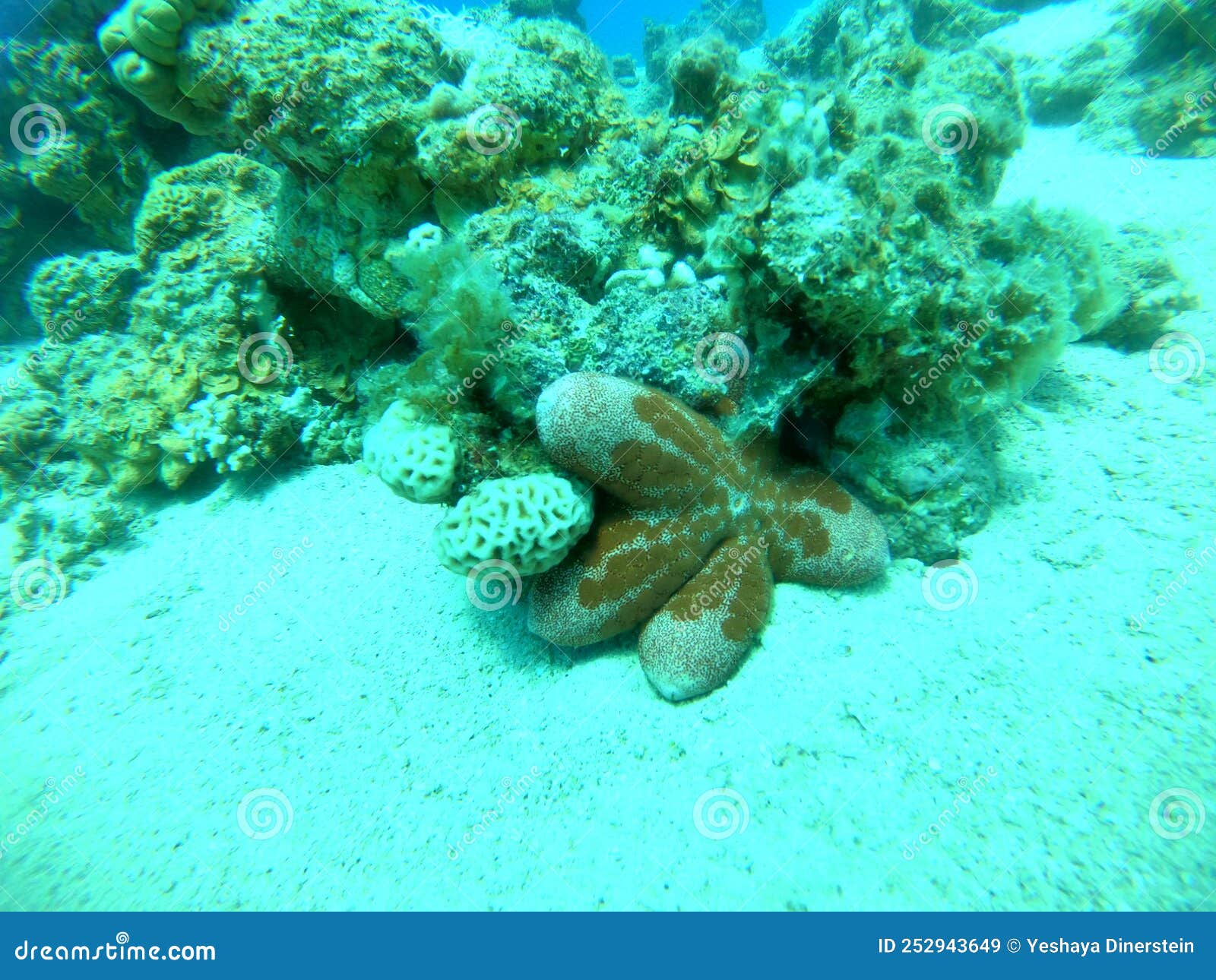 Starfish on the Seabed in the Red Sea, Eilat Israel Stock Image - Image ...