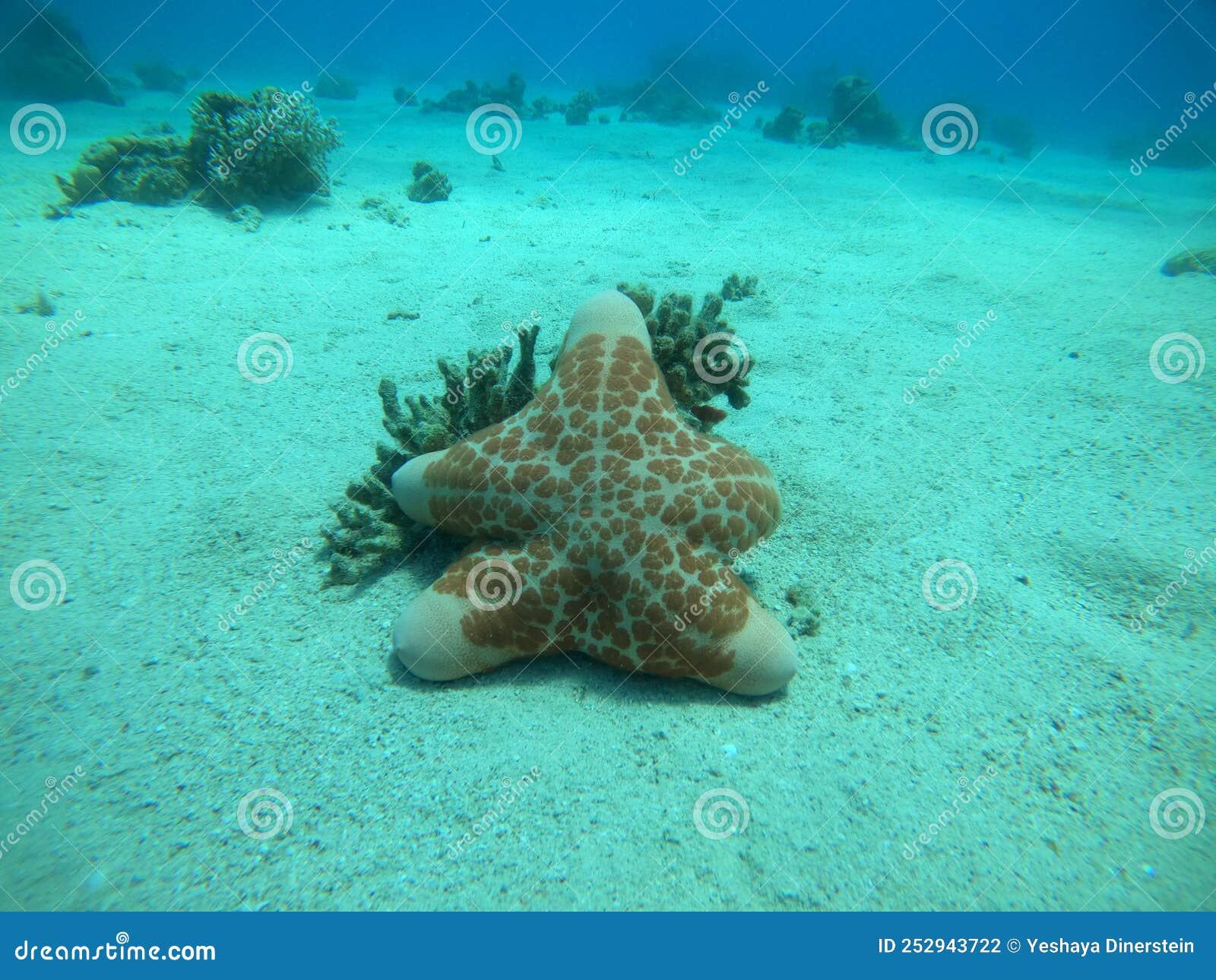 Starfish on the Seabed in the Red Sea, Eilat Israel Stock Photo - Image ...