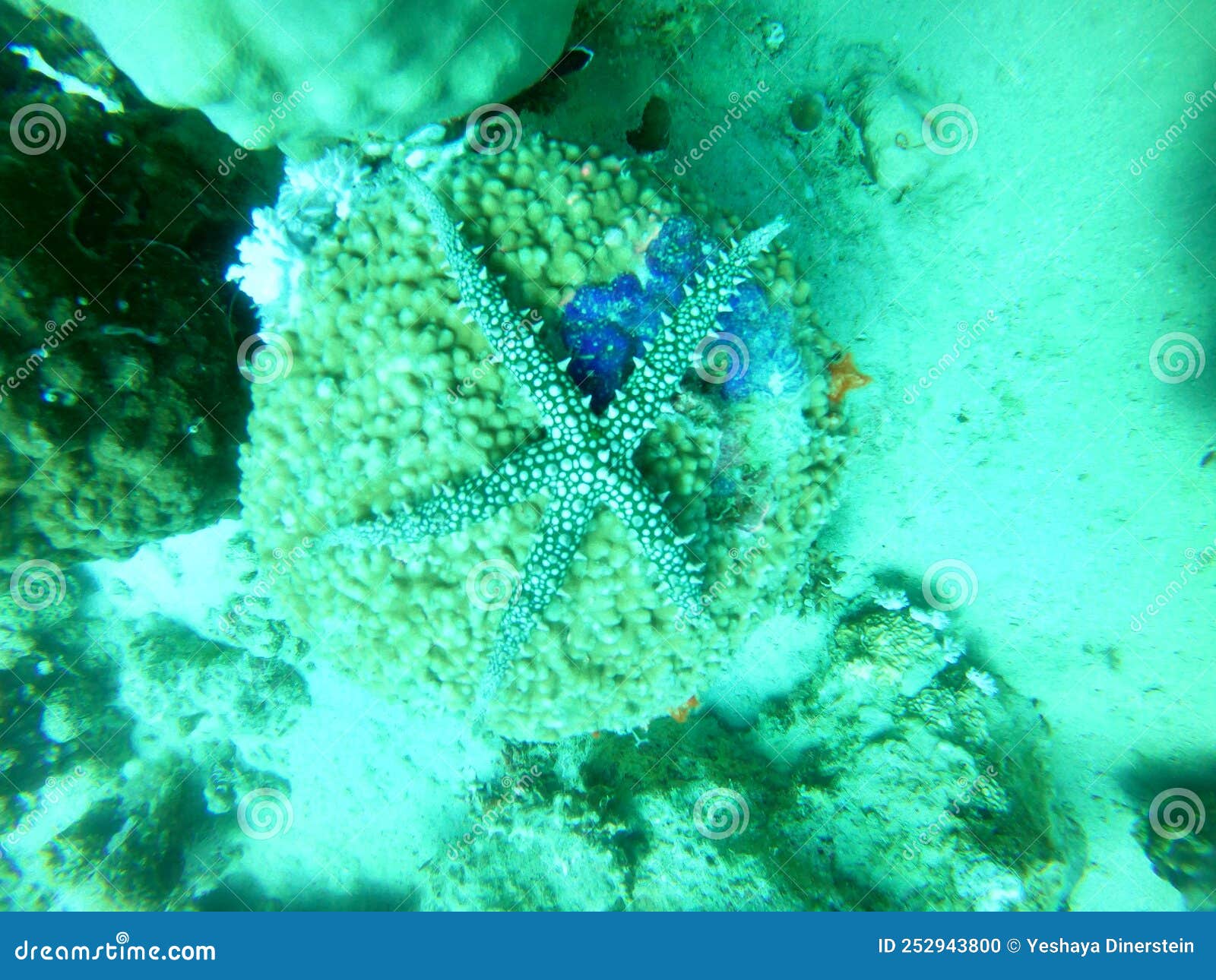 Starfish on the Seabed in the Red Sea, Eilat Israel Stock Photo - Image ...
