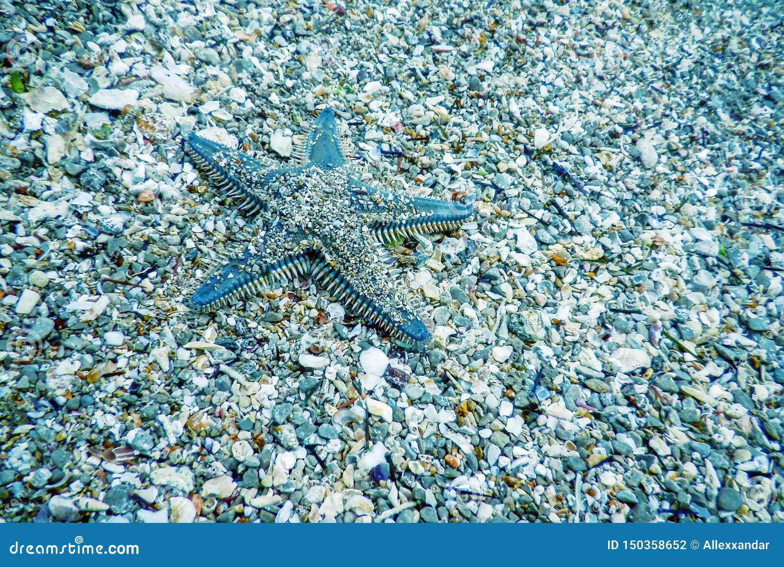 Starfish on the Seabed, Underwater Star Fish Stock Photo - Image of ...