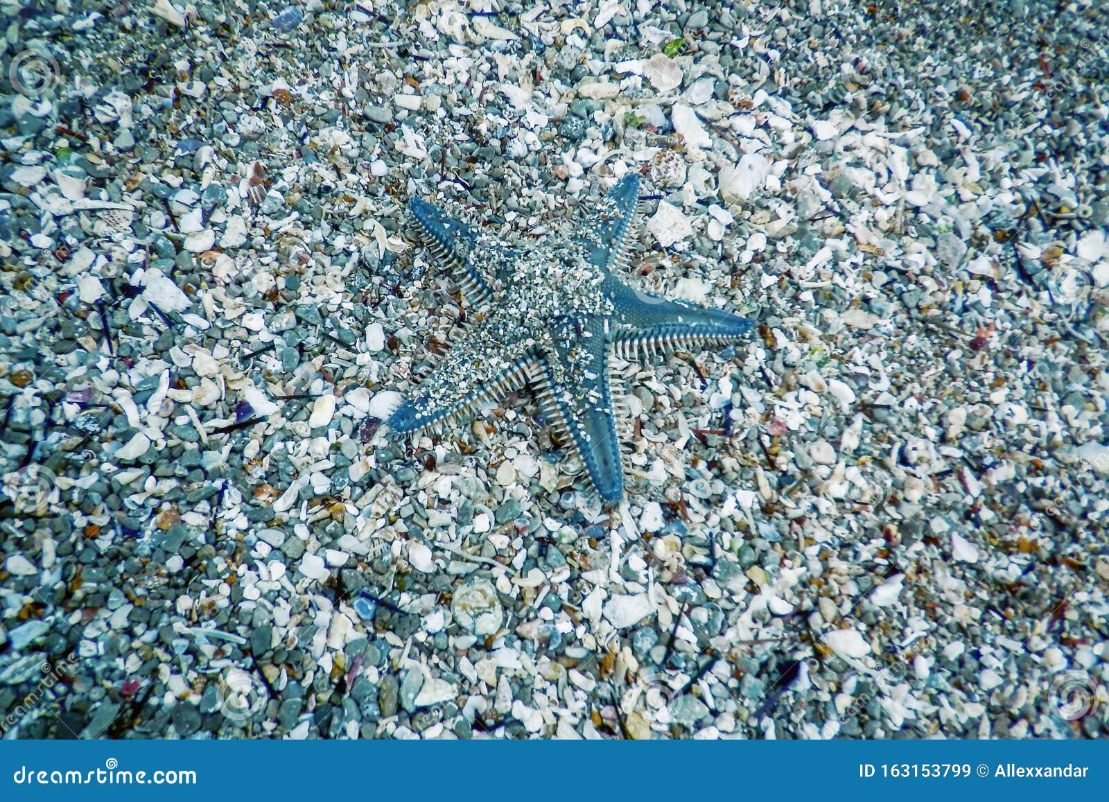 Starfish on the Seabed, Underwater Star Fish Stock Image - Image of ...