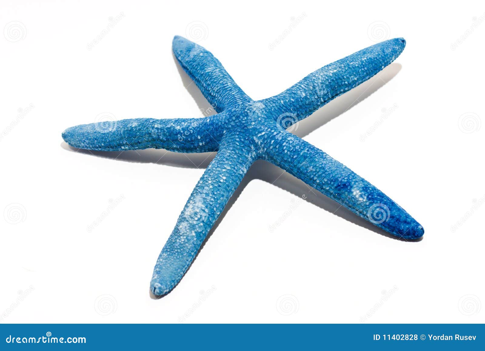 Starfish seashell stock photo. Image of close, clipping - 11402828