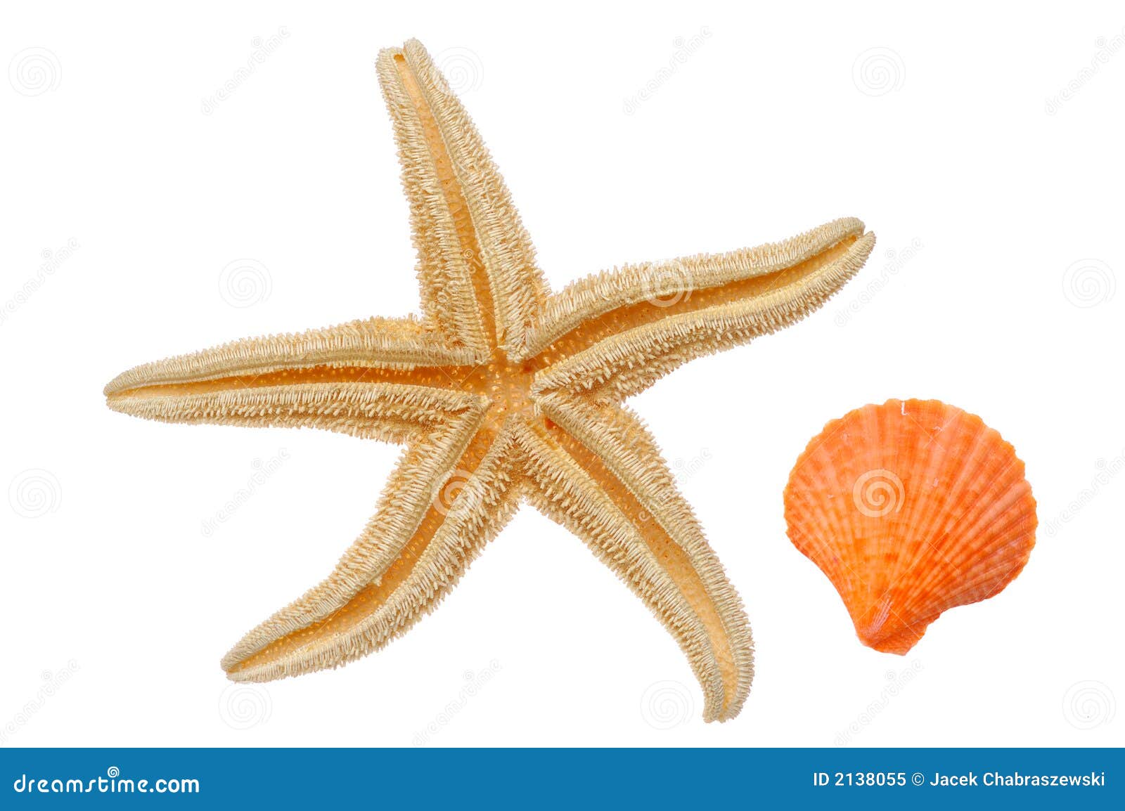Starfish and Seashell stock image. Image of water, animal - 2138055
