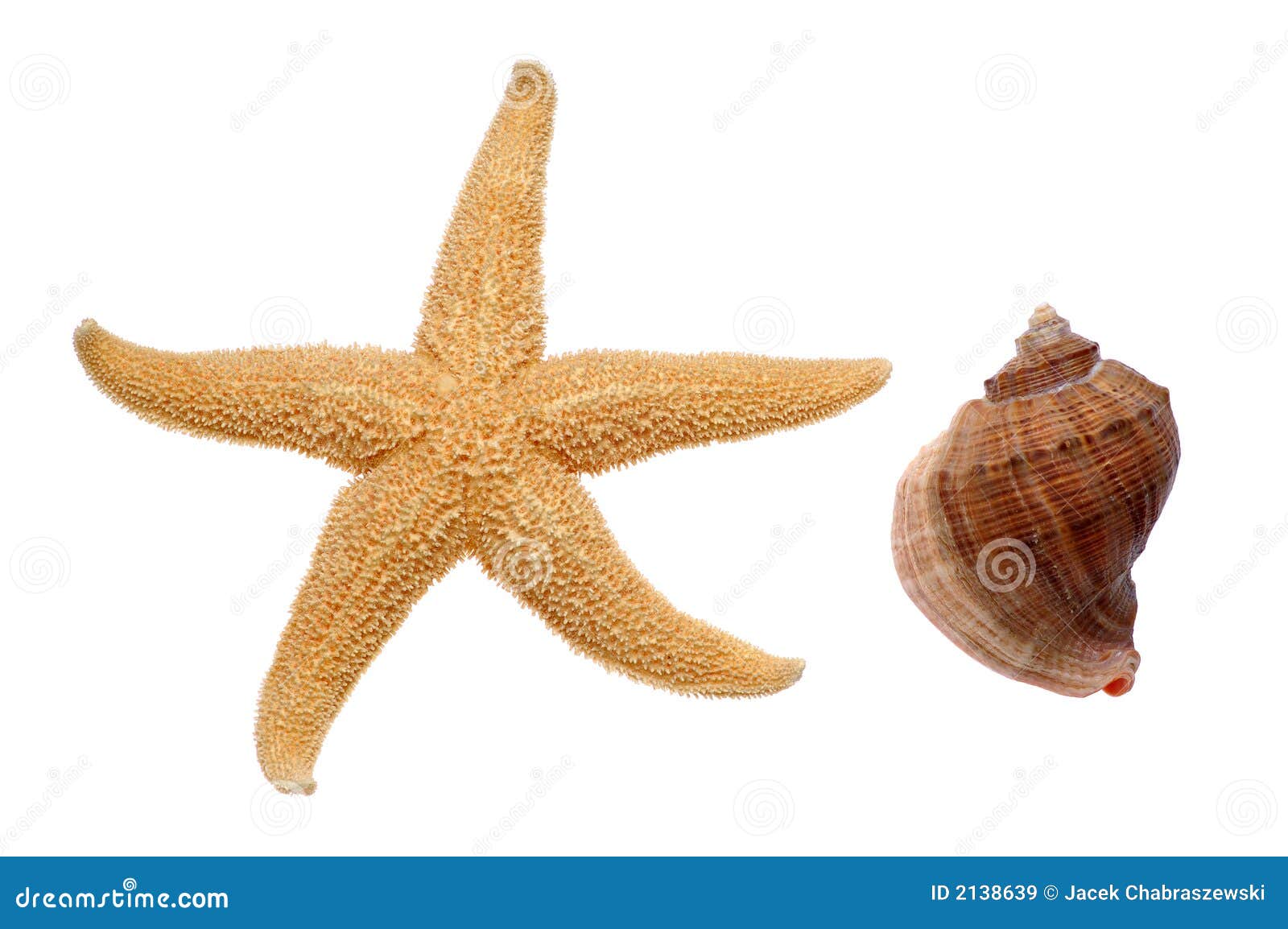 Starfish and Seashell stock image. Image of beach, holiday - 2138639