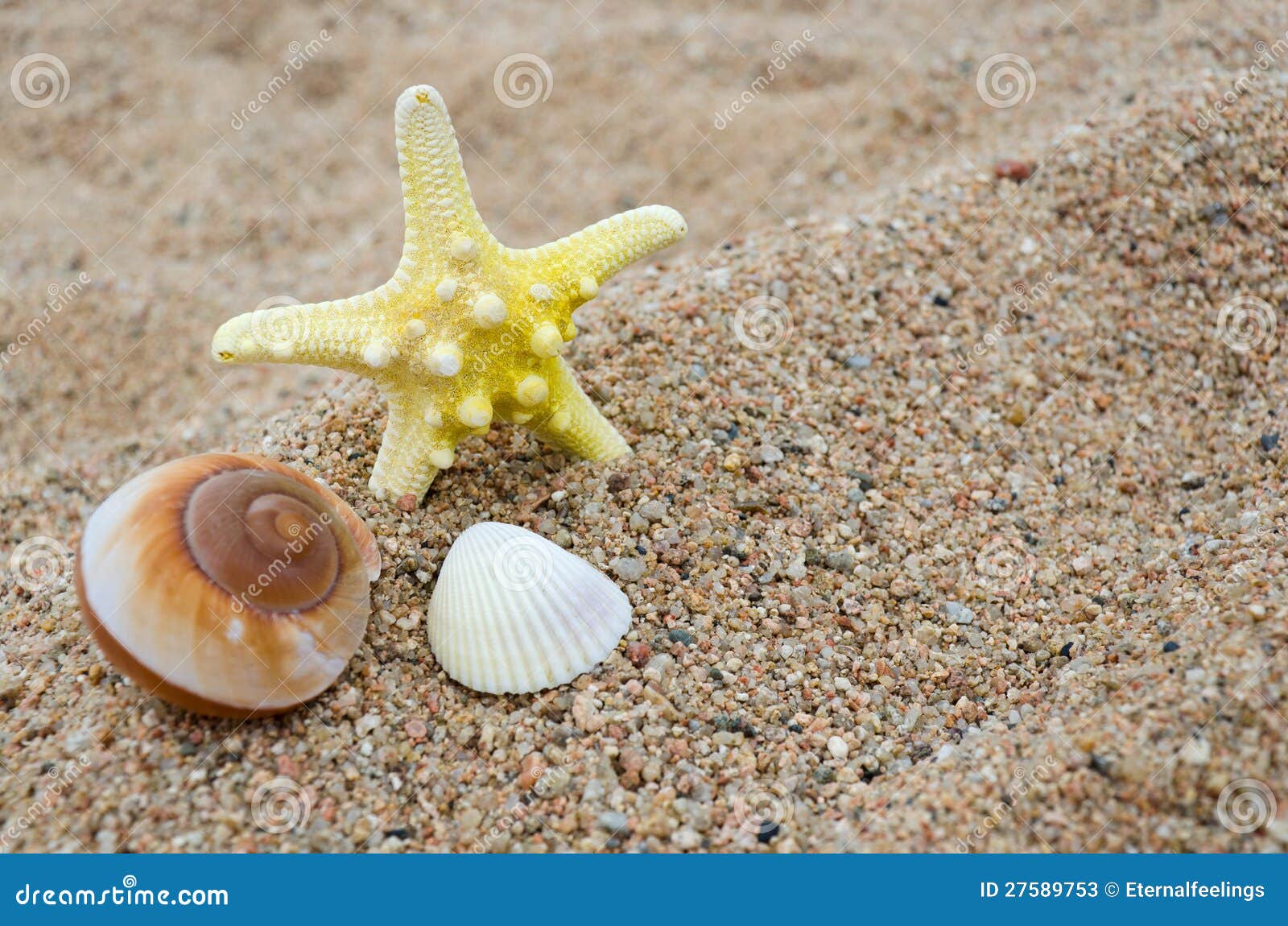Starfish and seashell stock image. Image of tropical - 27589753