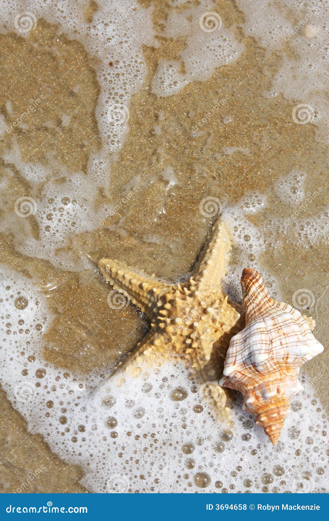 Starfish and Seashell stock photo. Image of seafoam, background - 3694658