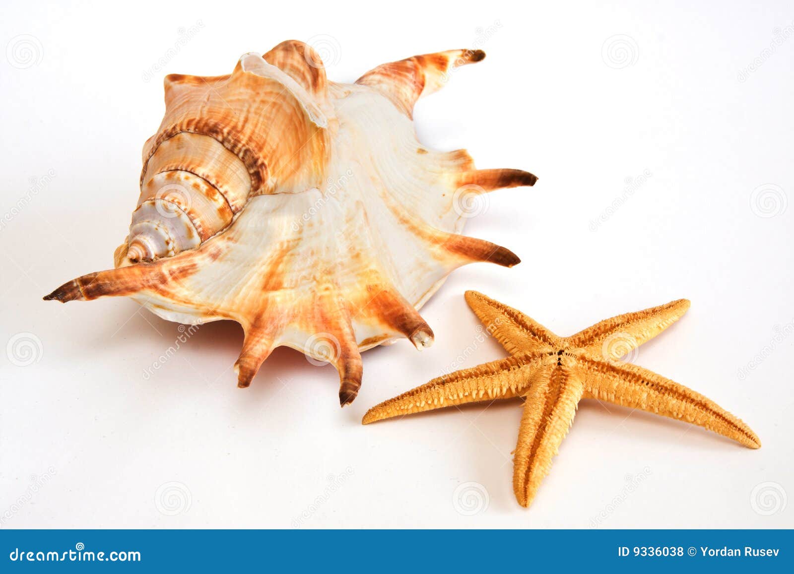 Starfish, seashell stock photo. Image of life, still, bath - 9336038