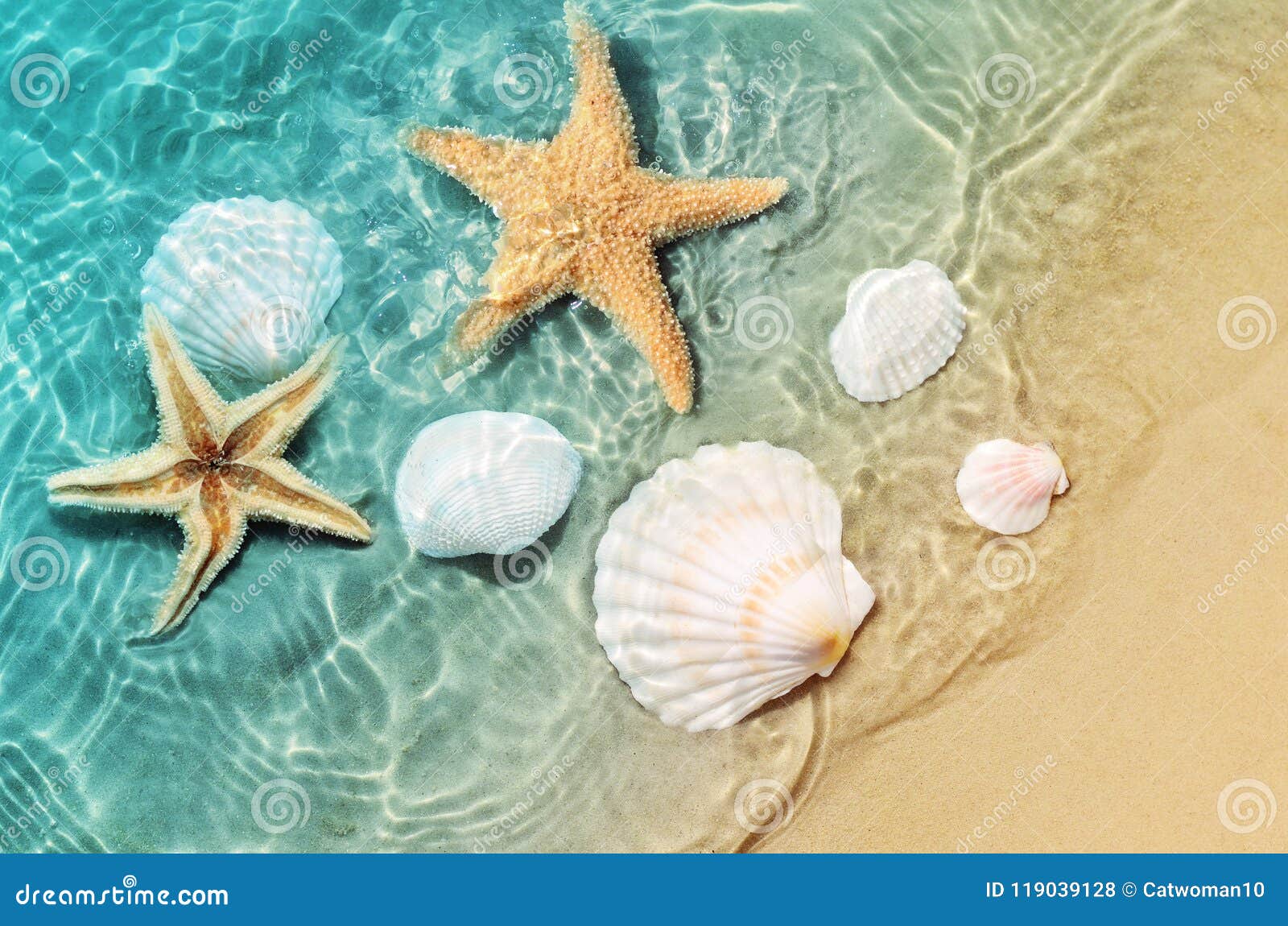 Starfish and Seashell on the Summer Beach in Sea Water. Stock Photo ... Starfish and Seashell on the Summer Beach in Sea Water. Stock Photo ...