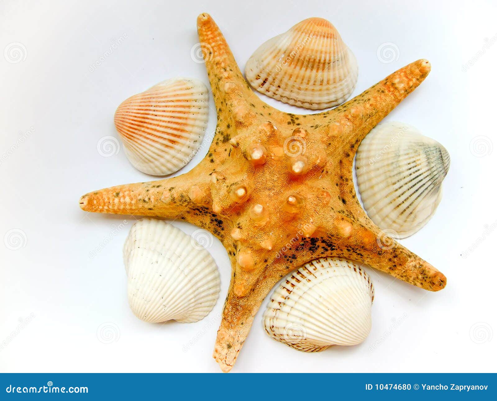 Starfish and seashells stock photo. Image of macro, shore - 10474680