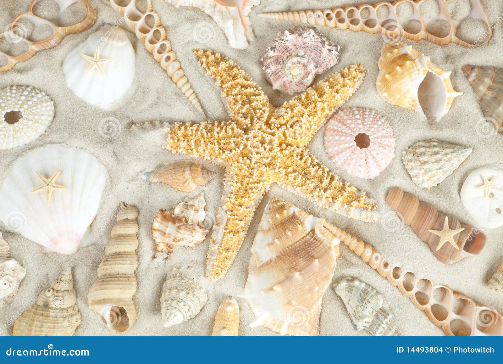 Starfish and seashells stock photo. Image of starfish - 14493804