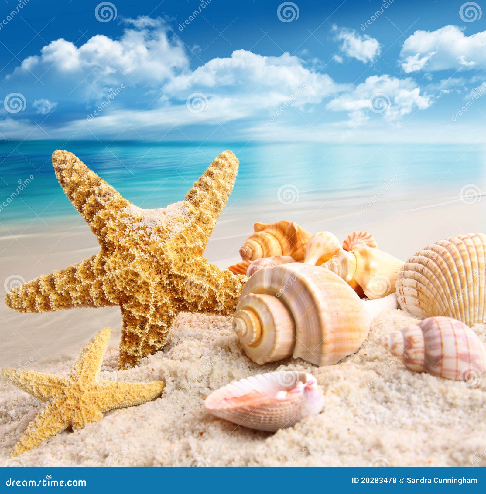 Seashells On The Sand