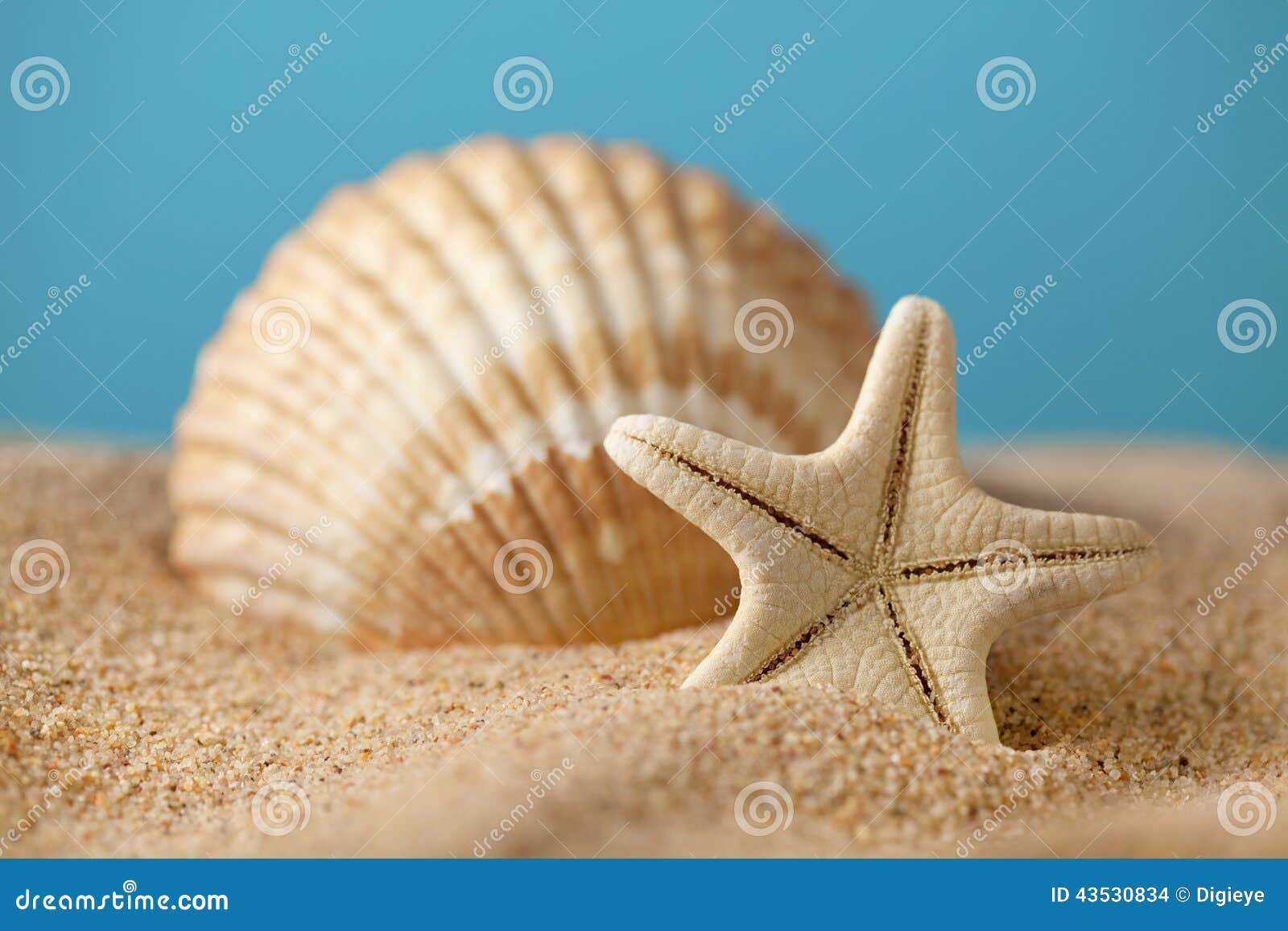 Starfish And Seashells On Beach Stock Photo - Image: 43530834