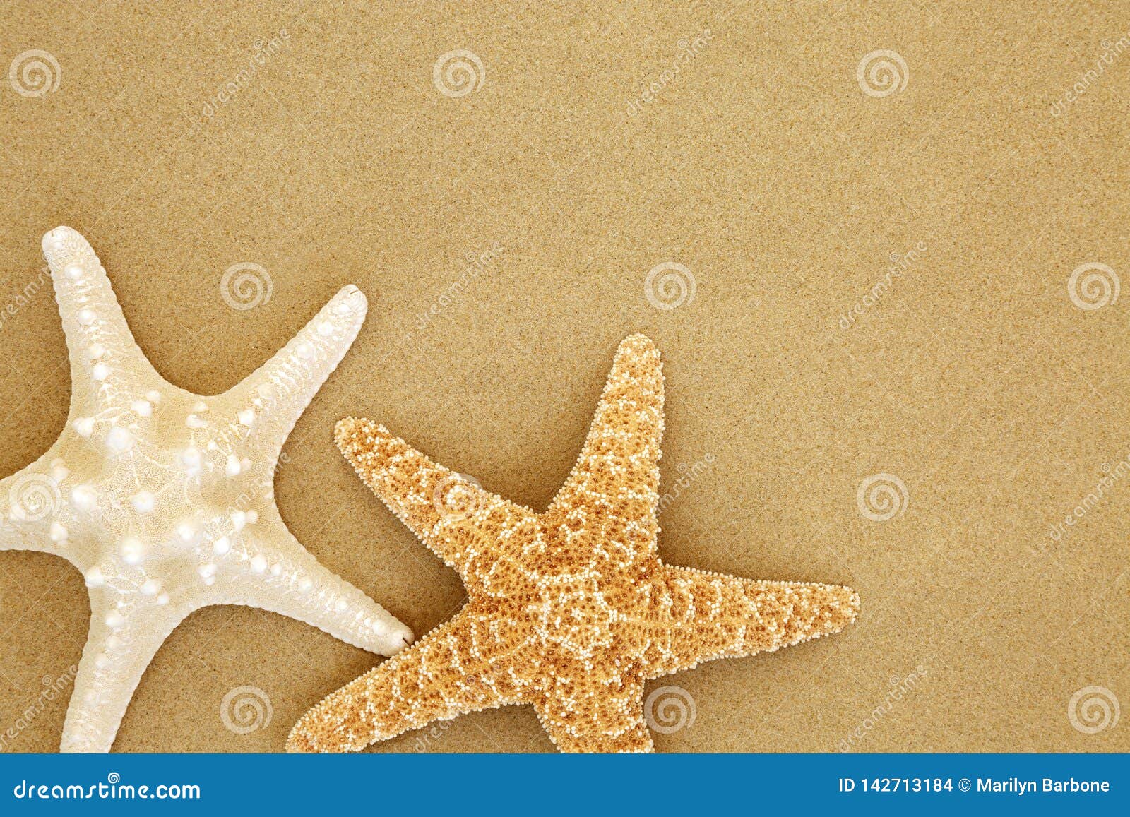 Starfish Seashells on Beach Sand Stock Photo - Image of shore, natural ...