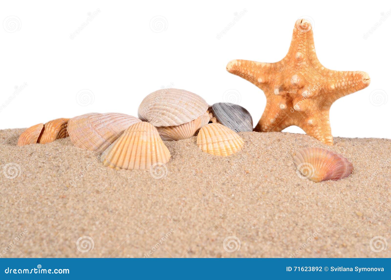Starfish and Seashells in a Beach Sand on a White Stock Photo - Image ...