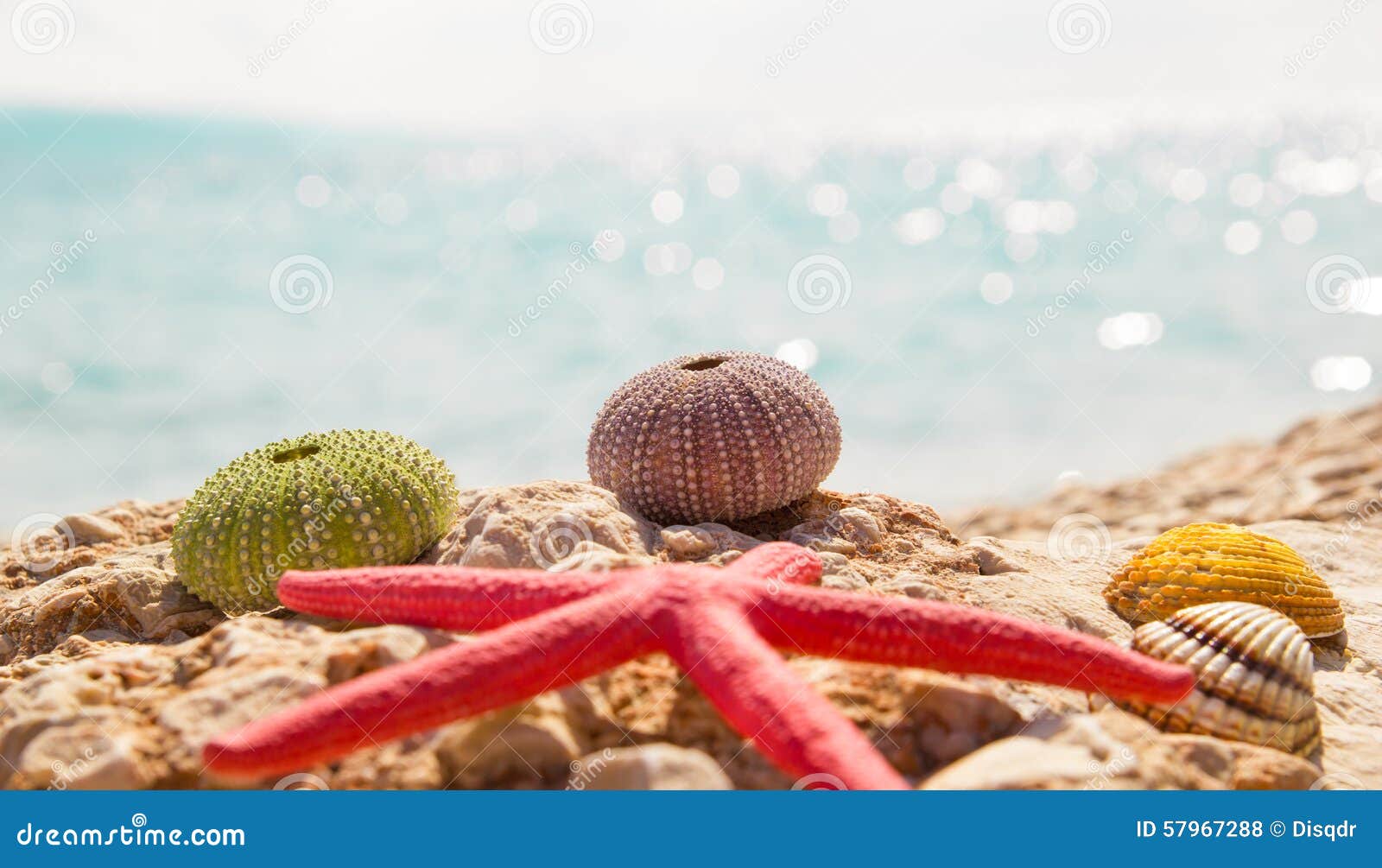 Starfish Seashells Beach Summer Background Stock Photo - Image of tour ...