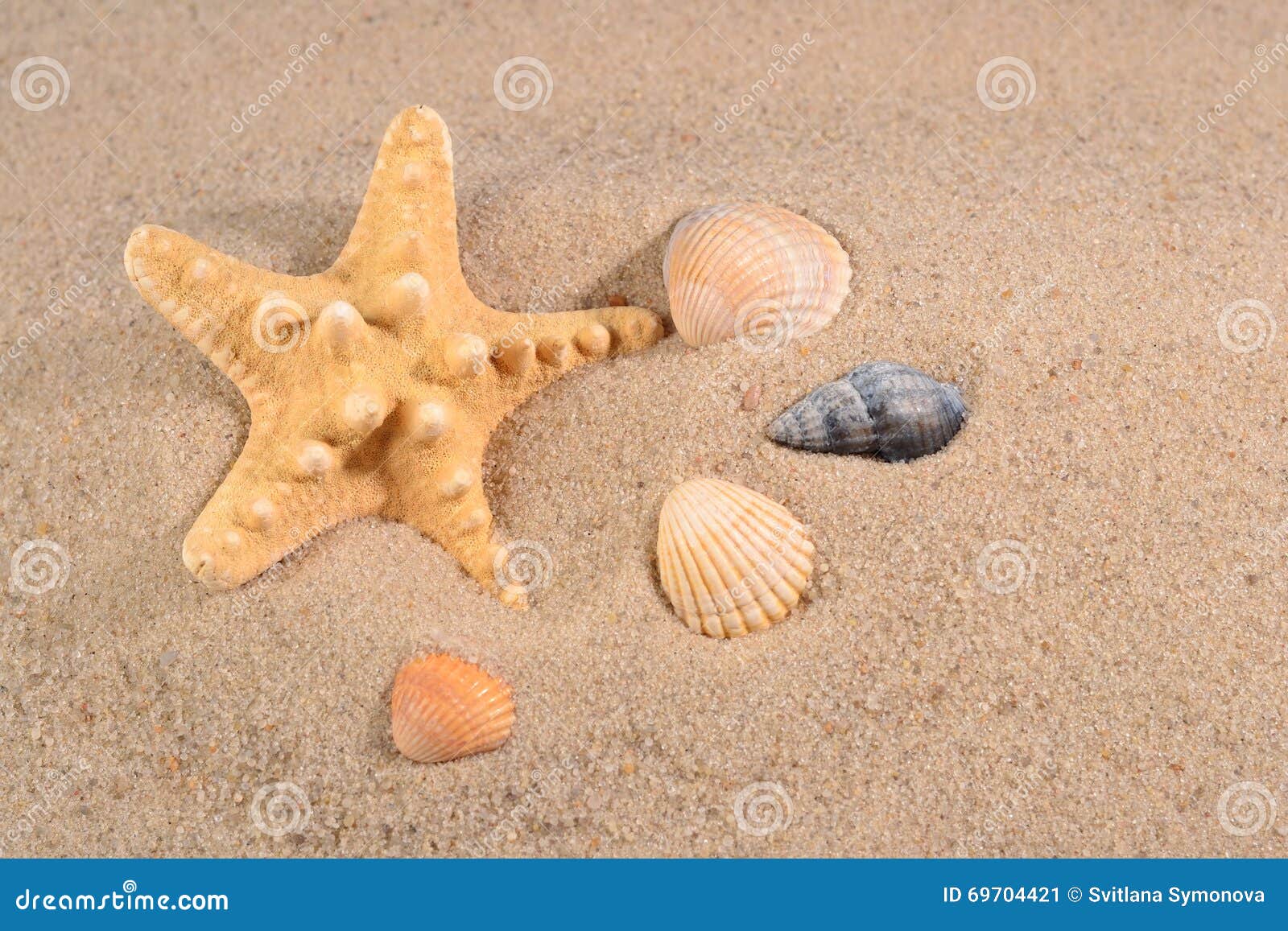 Starfish and Seashells Close-up in a Beach Sand Stock Image - Image of ...