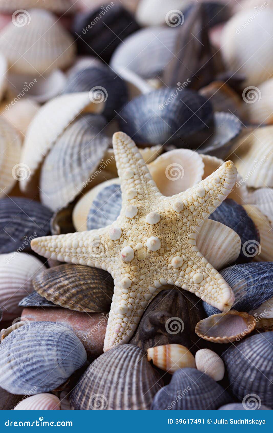 Starfish and Seashells Collection Stock Image - Image of beach ...