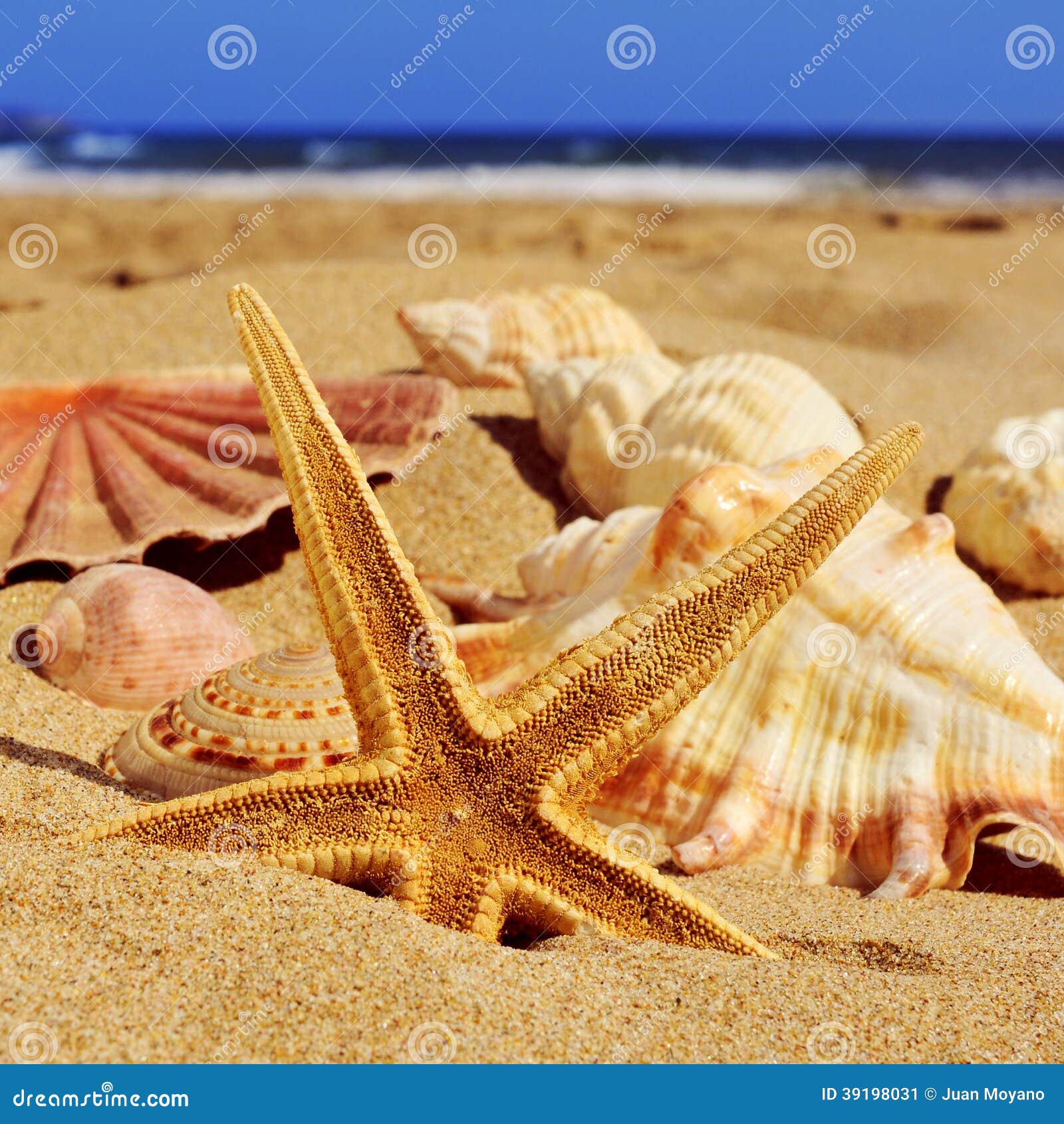 Starfish and Seashells on the Sand of a Beach Stock Image - Image of ...