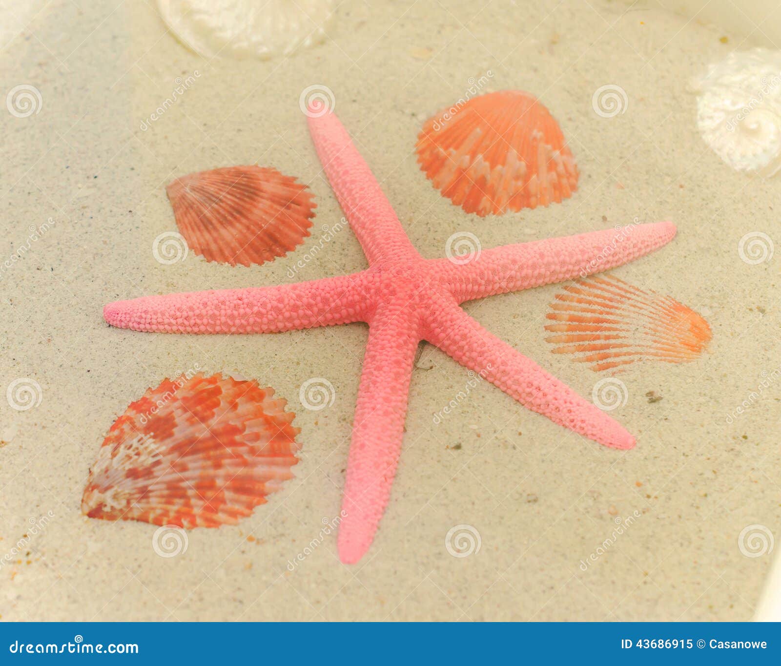 Starfish and Seashells on White Sand Stock Image - Image of bumpy ...
