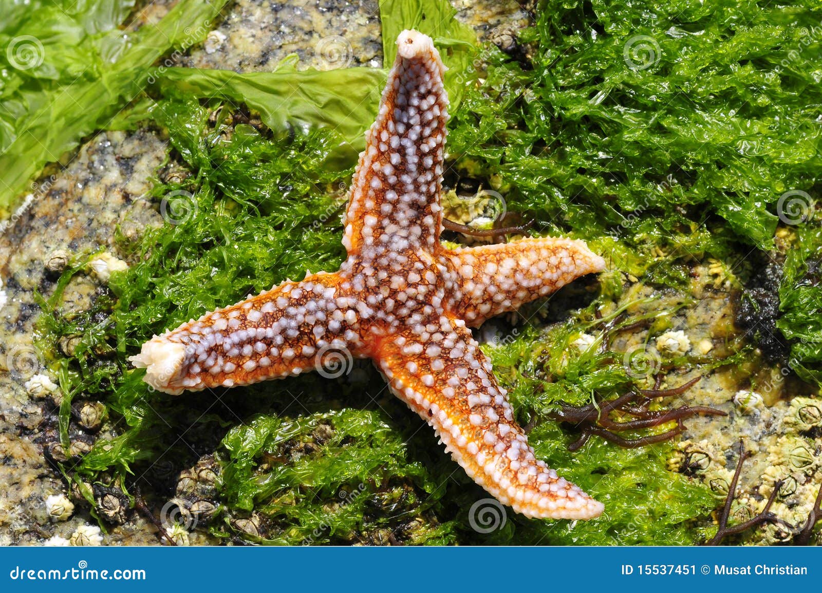 Starfish on seaweed stock image. Image of normandy, starfish - 15537451