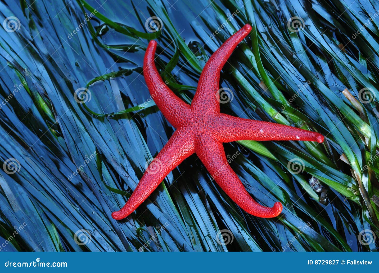 Starfish on seaweed stock image. Image of biology, fish - 8729827