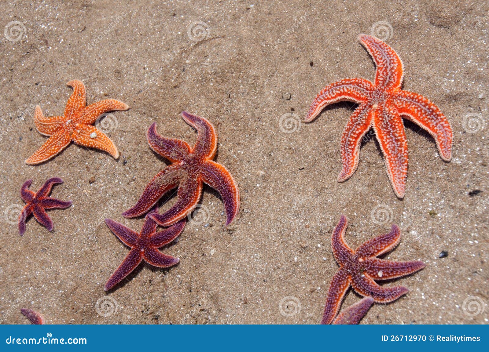 Starfish in Shallow Tide Pool Stock Photo - Image of geology, sandy ...