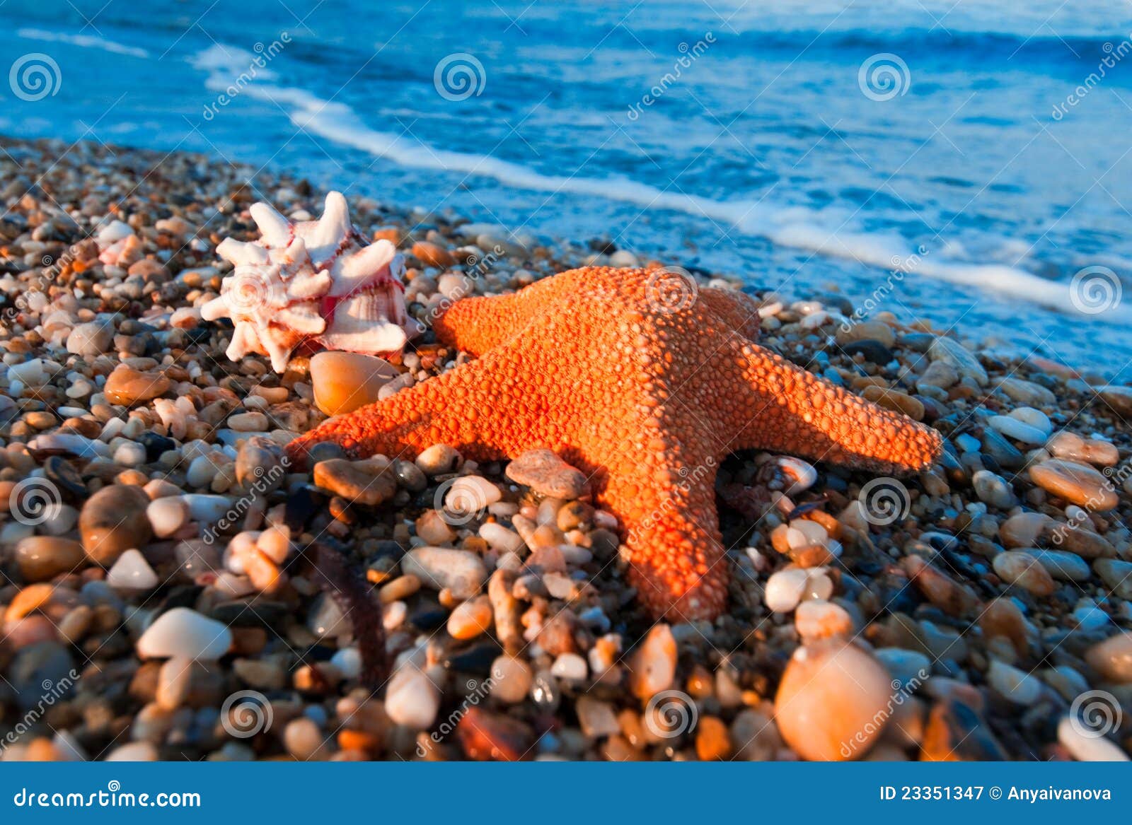 Starfish and shell stock image. Image of ocean, space - 23351347