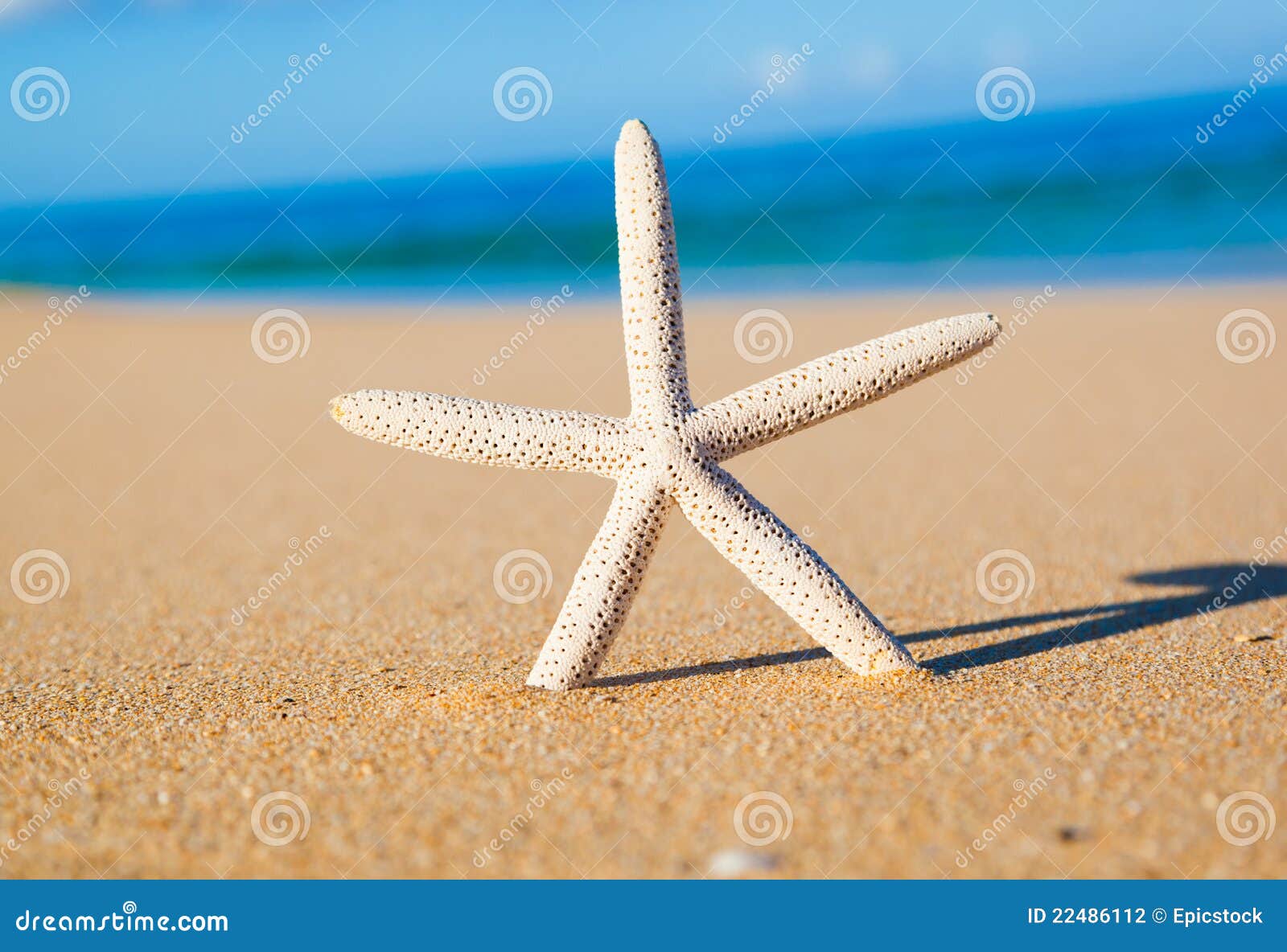 Starfish, Shell on the Beach Stock Photo - Image of aquatic, summer ...