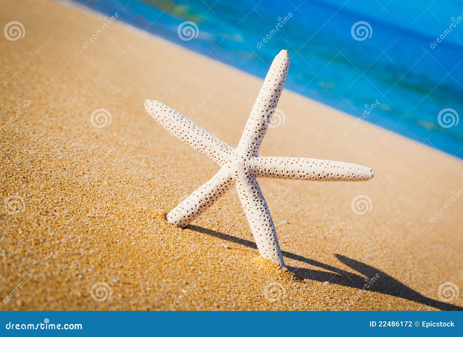 Starfish, Shell on the Beach Stock Photo - Image of scenic, aquatic ...