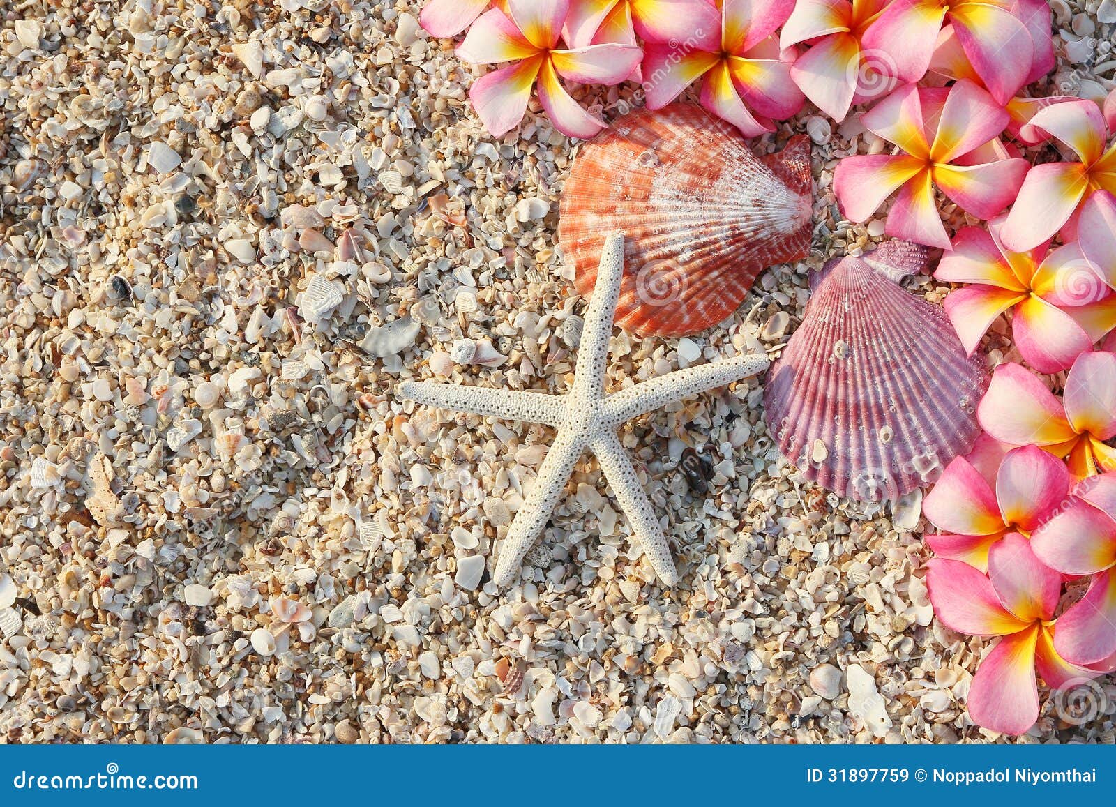 Starfish and shell stock image. Image of sand, beach - 31897759