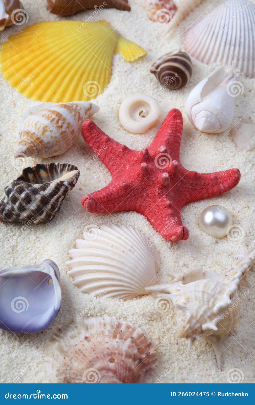 Starfish and Shell on Sand. Vertical Background Stock Image - Image of ...