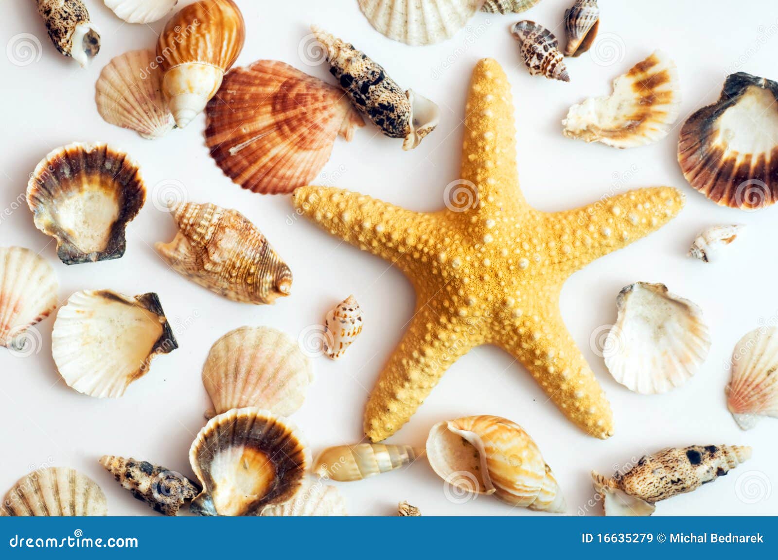 Starfish and shells stock image. Image of shell, life - 16635279