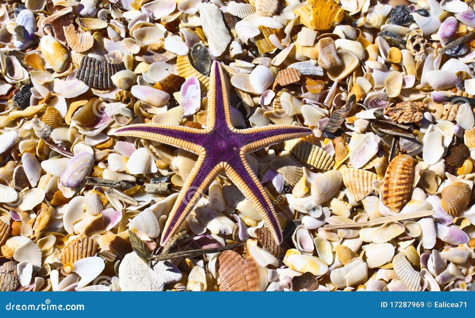 Starfish in a shells stock image. Image of beach, broken - 17287969