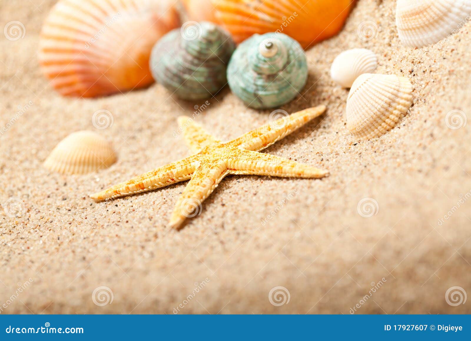 Starfish and shells stock image. Image of coastline, ocean - 17927607