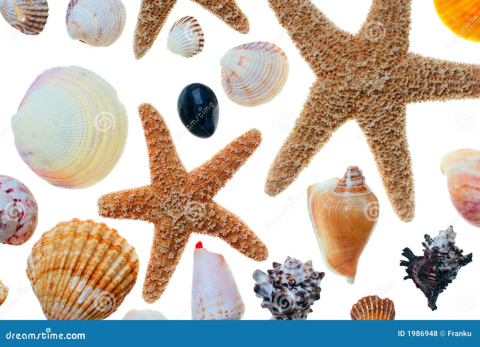 Starfish and shells stock photo. Image of underwater, shells - 1986948